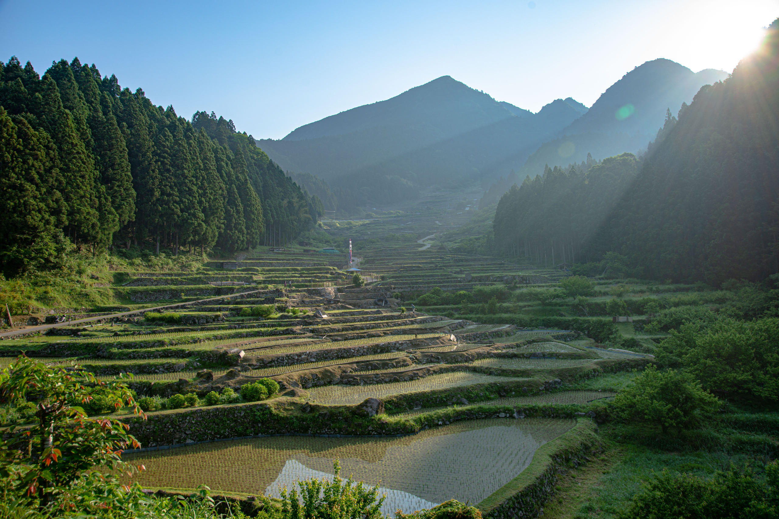 Yotsuya Rice Terraces – Tsukasa Ishikawa Photography